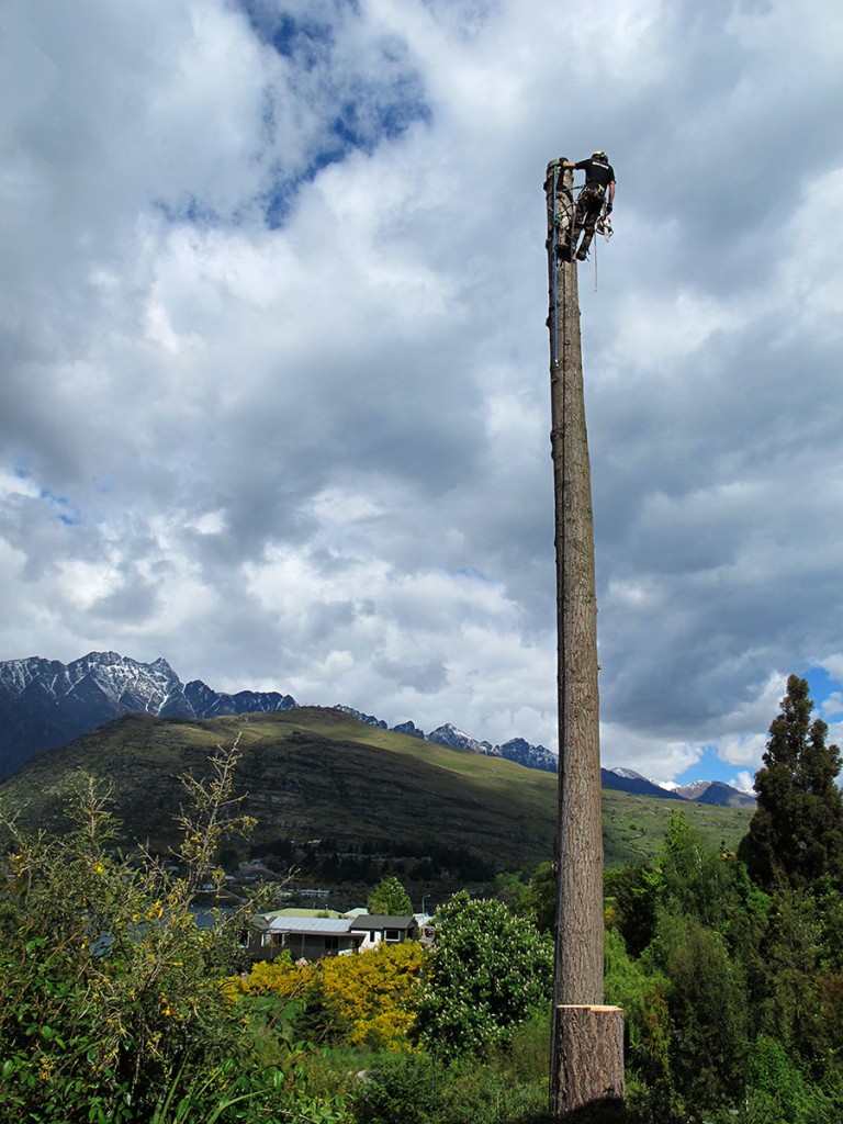 royal_tree_queenstown_arborists - Royal Tree