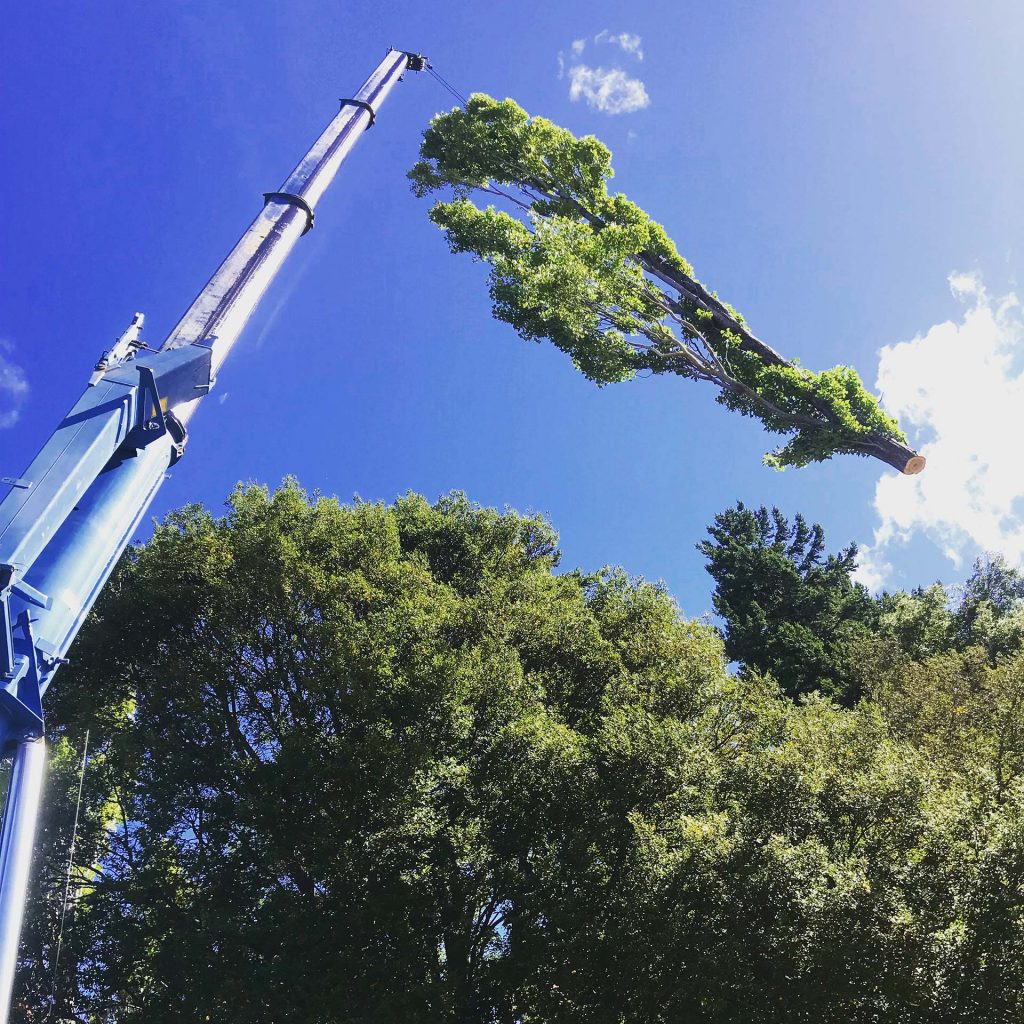 RoyalTree-Queenstown-Tree-Services - Royal Tree